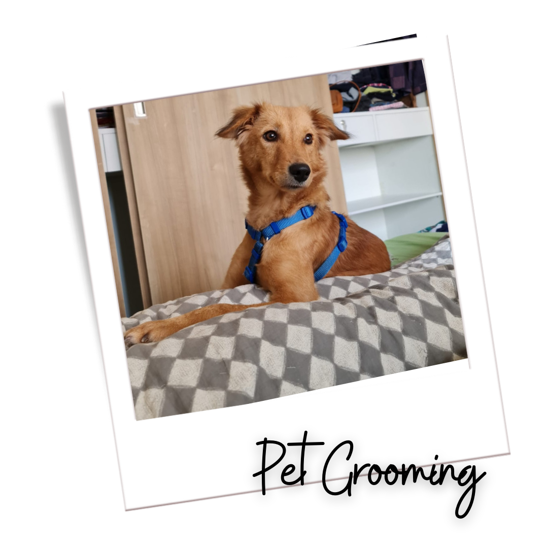 Pet Grooming Rustic Art pet-grooming-rustic-art